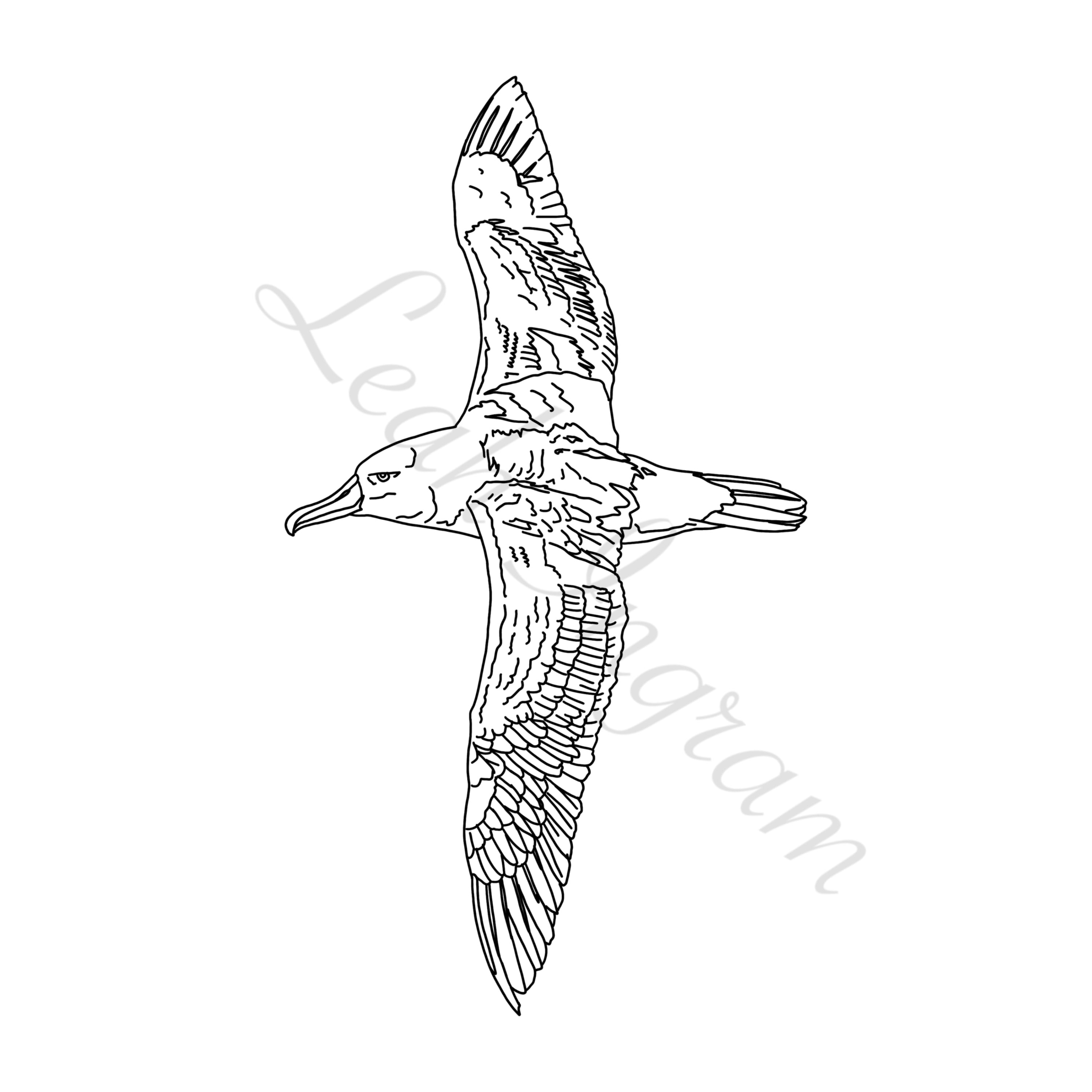 Albatross Colour Page – Fantailed Illustrations