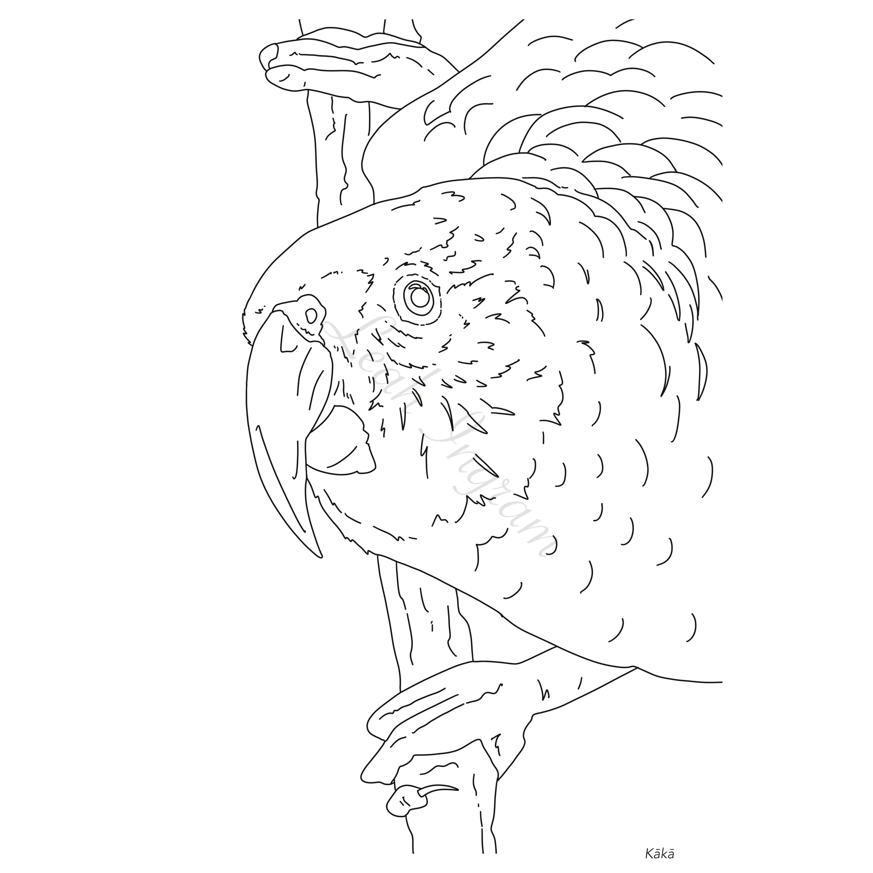 Colouring – Fantailed Illustrations