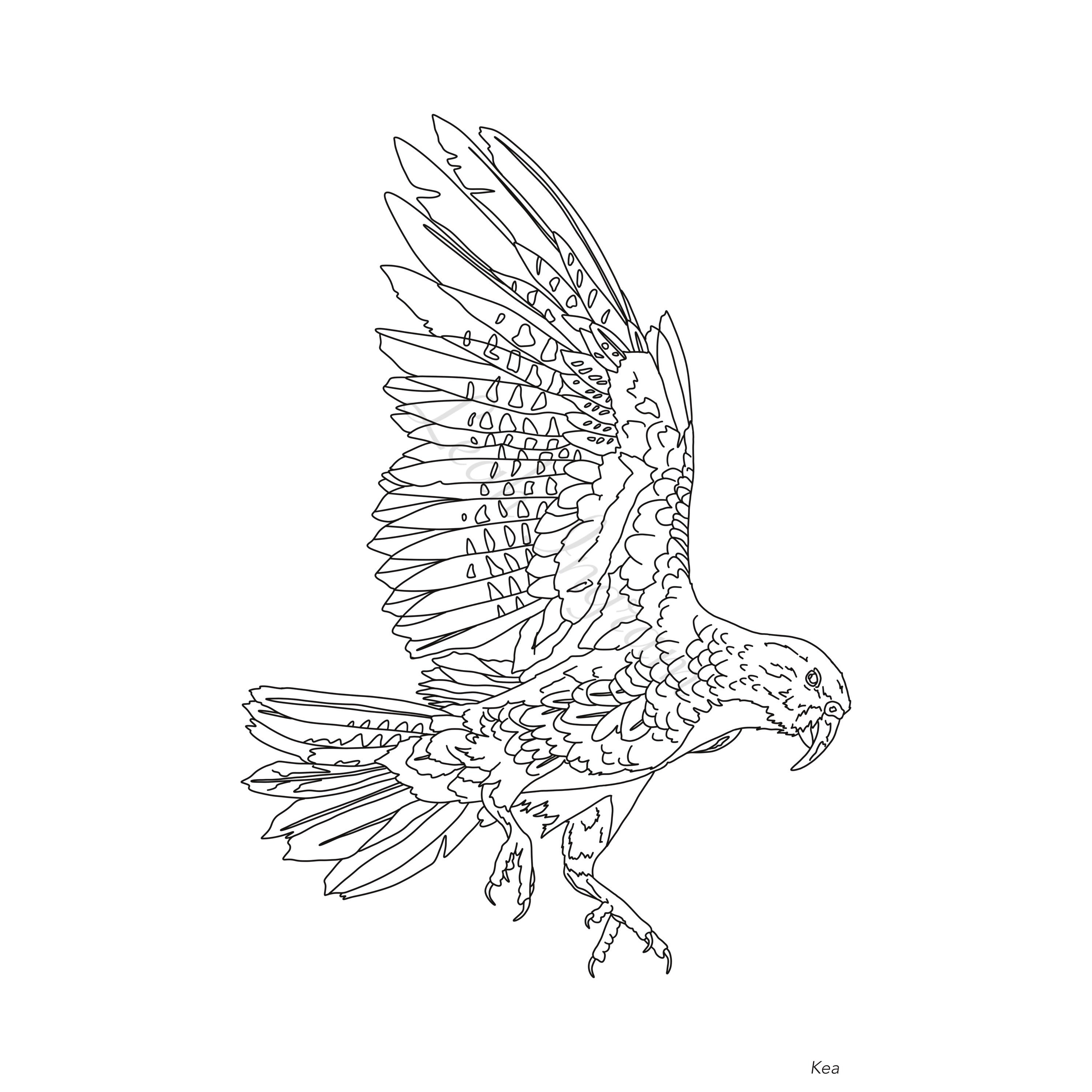 Colouring Pages – Fantailed Illustrations