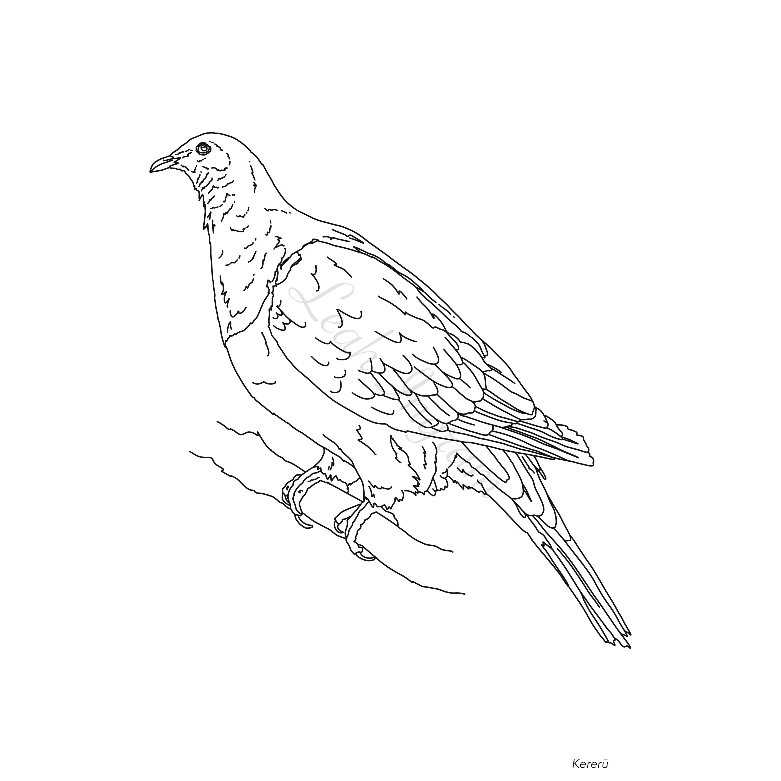 Kereru Colour Page – Fantailed Illustrations