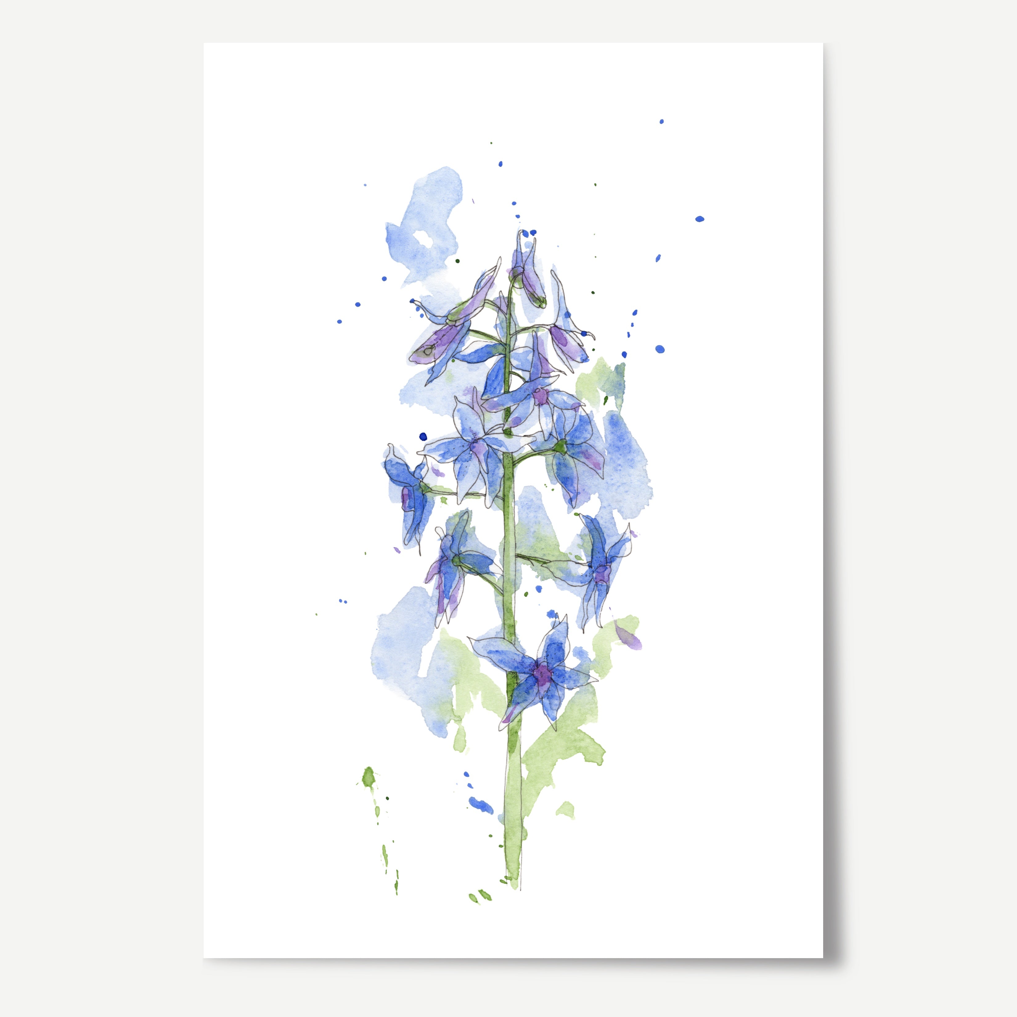 Larkspur Print – Fantailed Illustrations